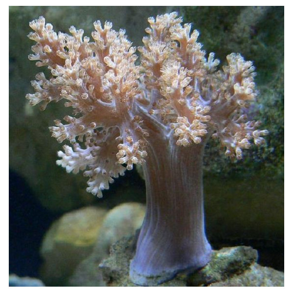 Capnella sp. Arbol de kenya esqueje - Urban Natura