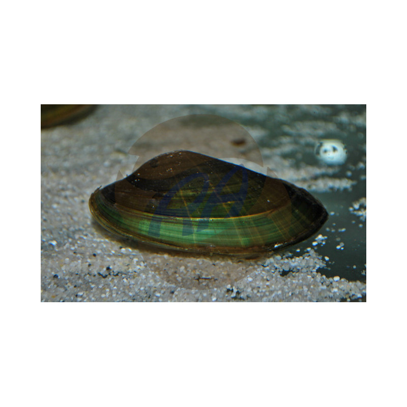 ANODONTA SP GREEN (ALMEJA DE AGUA DULCE) L - Urban Natura