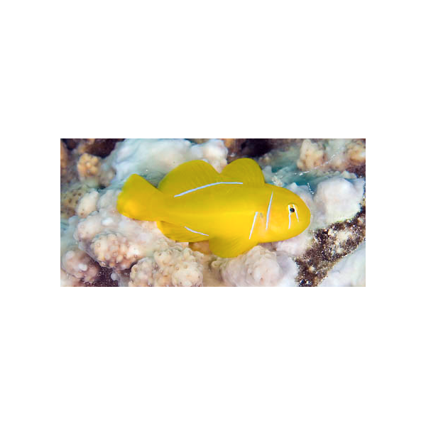 GOBIODON CITRINUS - Urban Natura