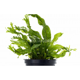 MICROSORUM PTEROPUS PETIT - Urban Natura