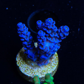 Acropora - Urban Natura