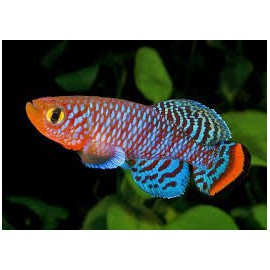 Killis - Urban Natura