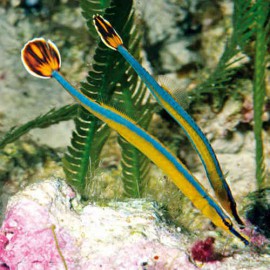 Cavallets de mar i peixos agulla - Urban Natura
