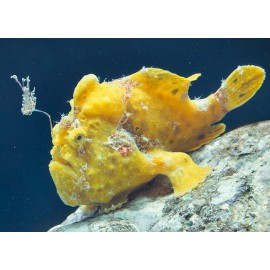 Peces sapo - Urban Natura