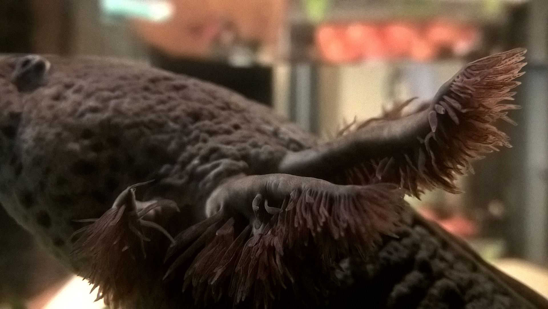 Cuidados del Ajolote - Urban Natura